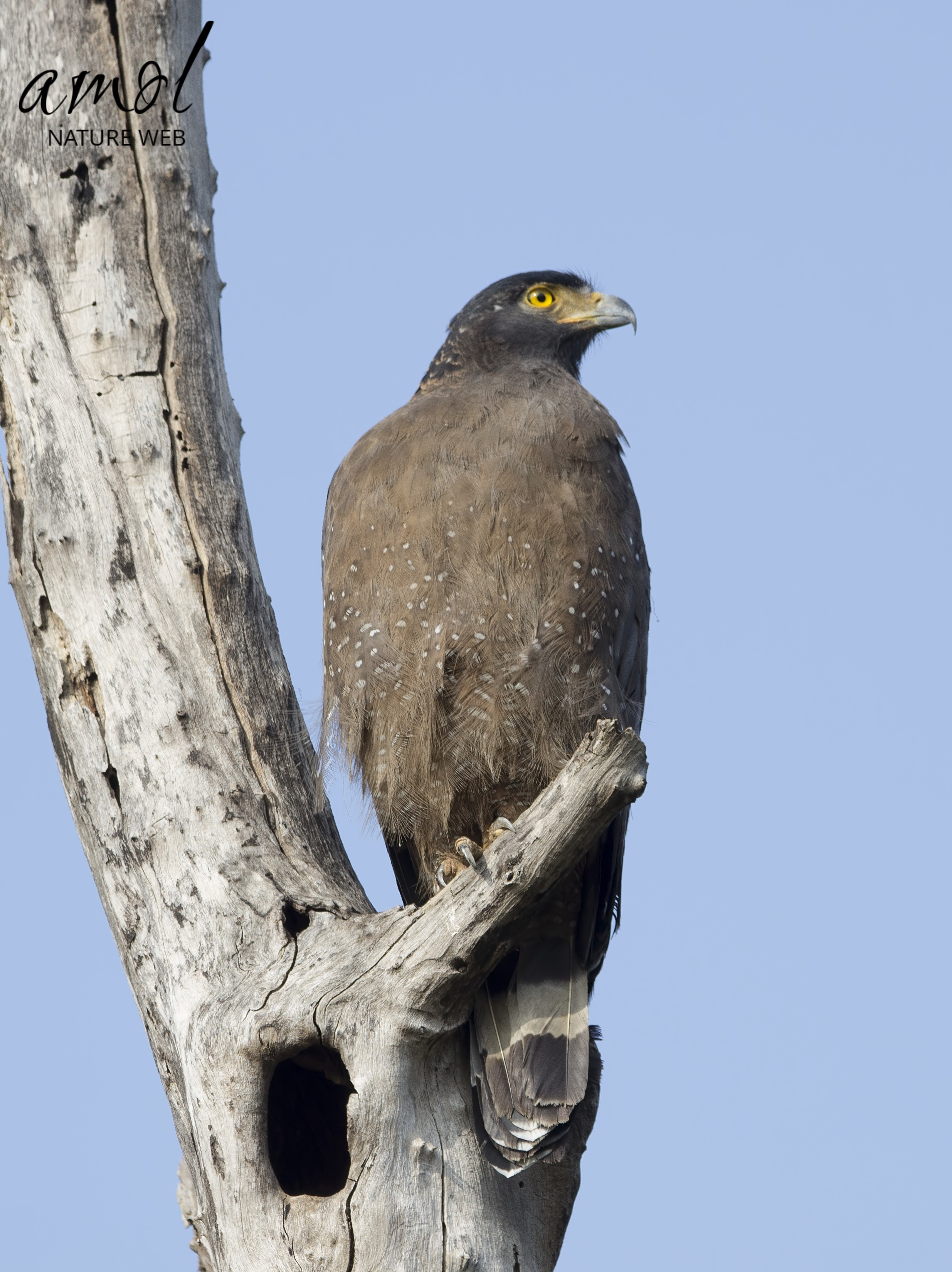 Crested Serpent Eagle