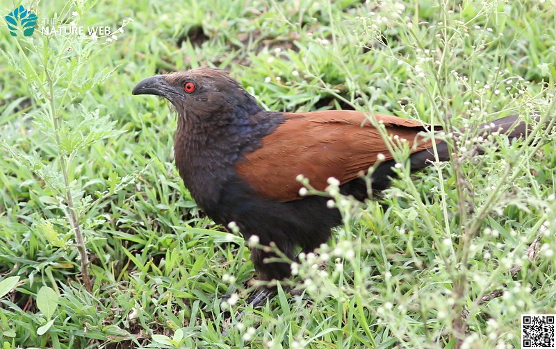 Asian Koel