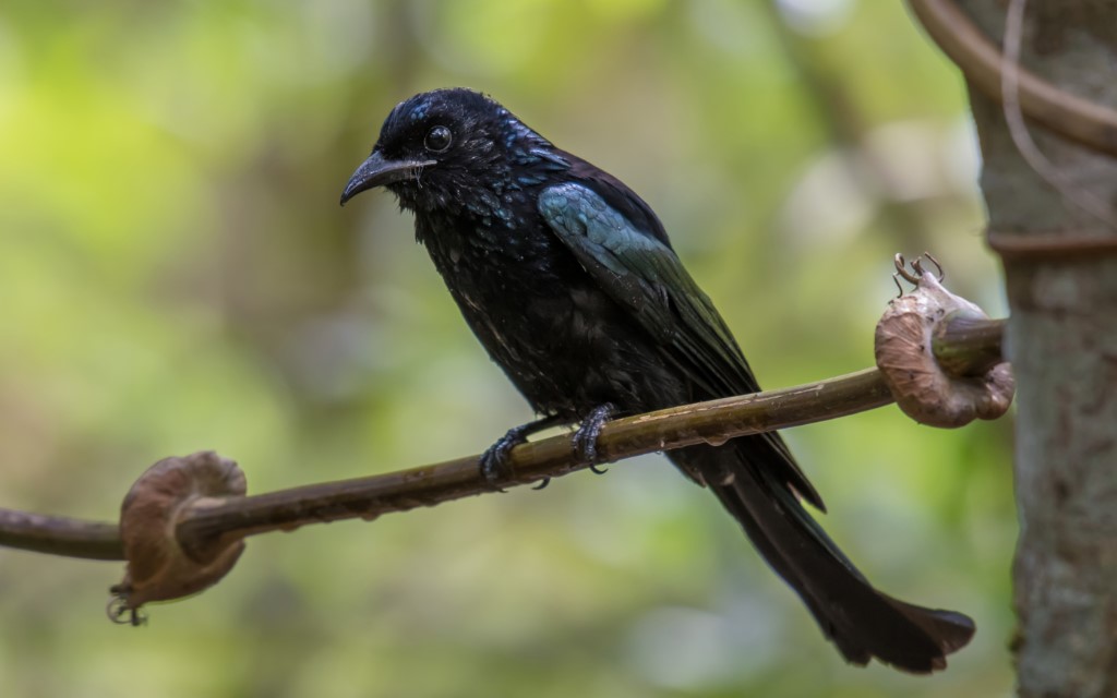 Black Drongo
