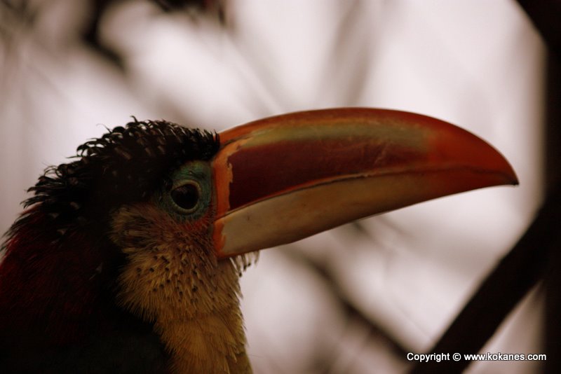 Red-breasted Toucan