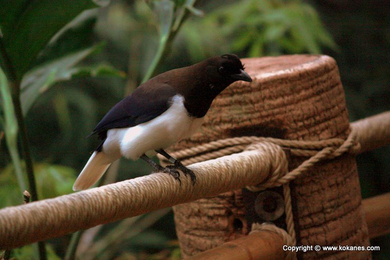 Curl-crested Jay