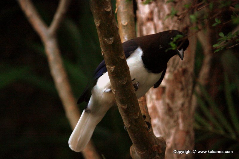 Curl-crested Jay