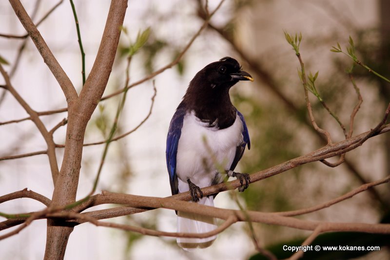 Curl-crested Jay