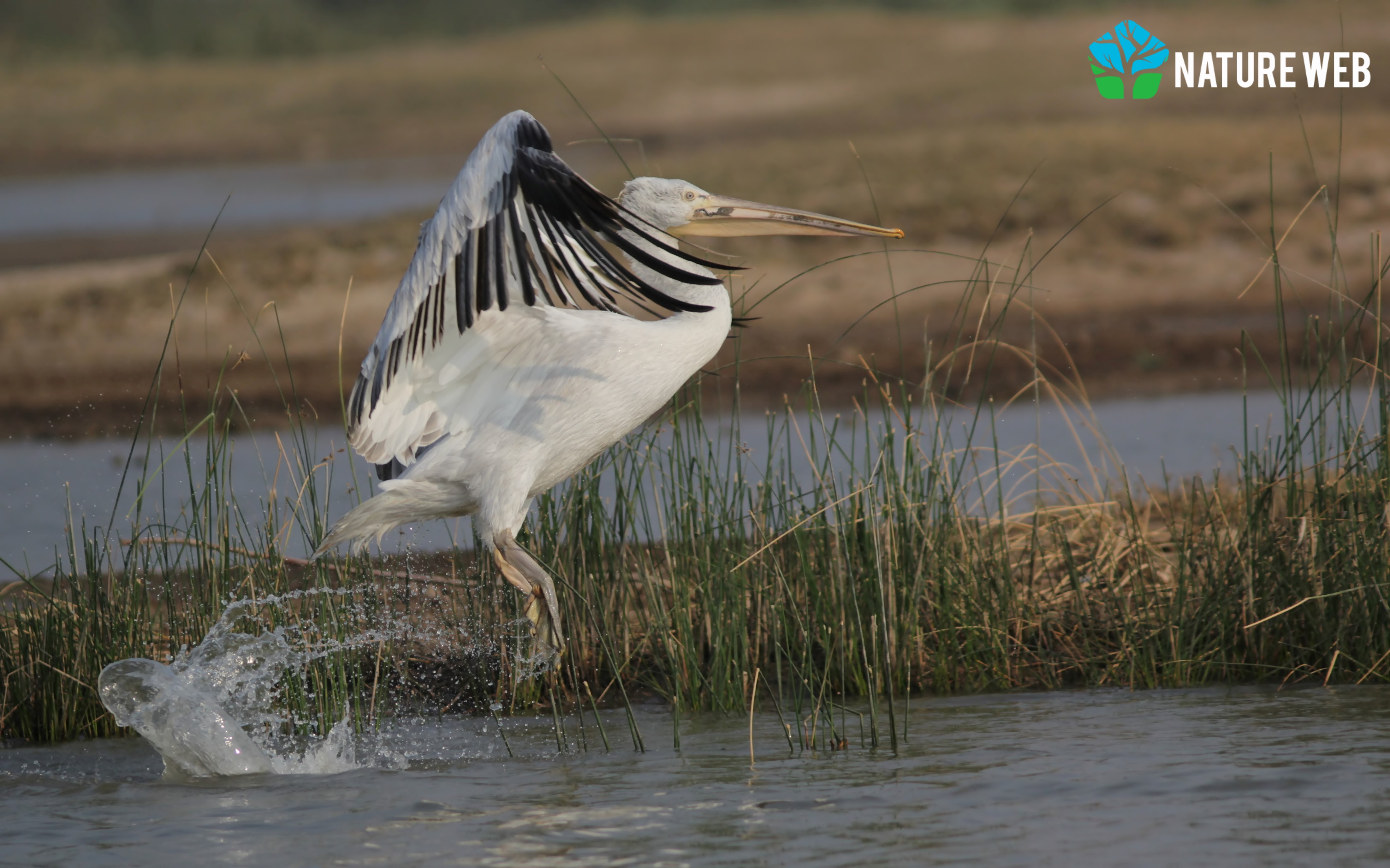 Birds of Indian Subcontinent - Dalmatian Pelican