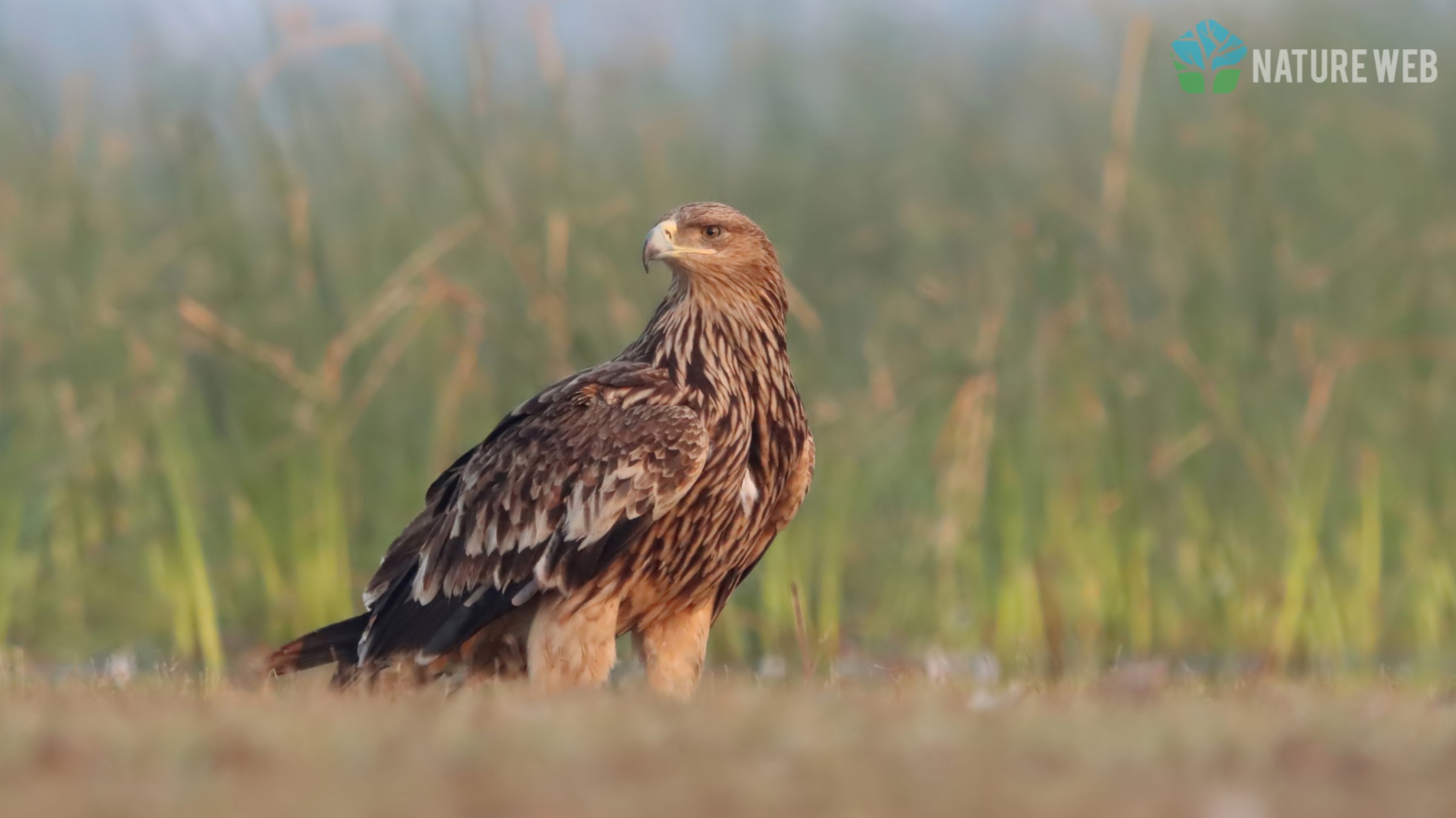Birds of Indian Subcontinent - Eastern Imperial Eagle