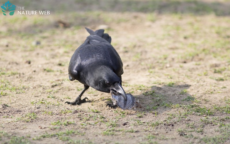 Eastern Jungle Crow