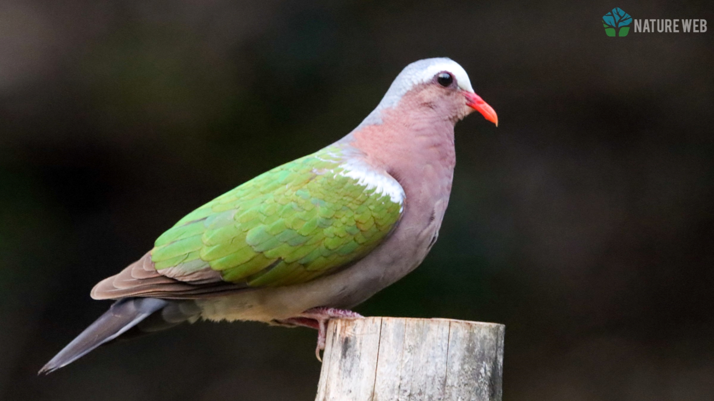Birds of Indian Subcontinent - Emerald Dove
