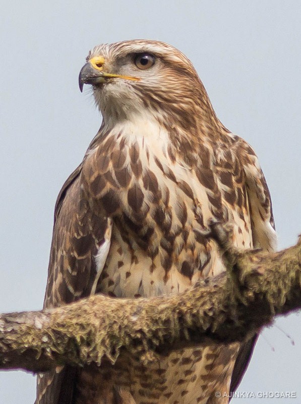 Birds of Indian Subcontinent - Eurasian Buzzard