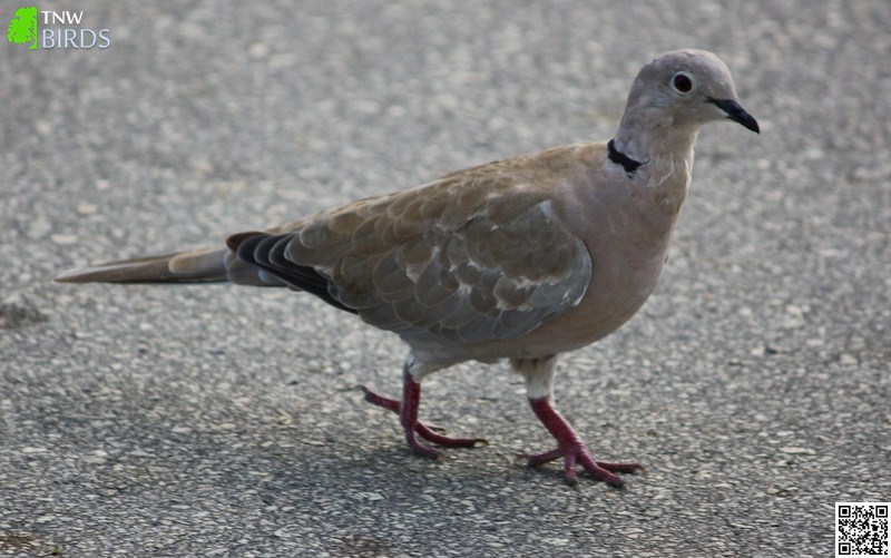 Birds of Indian Subcontinent - Eurasian Collared Dove