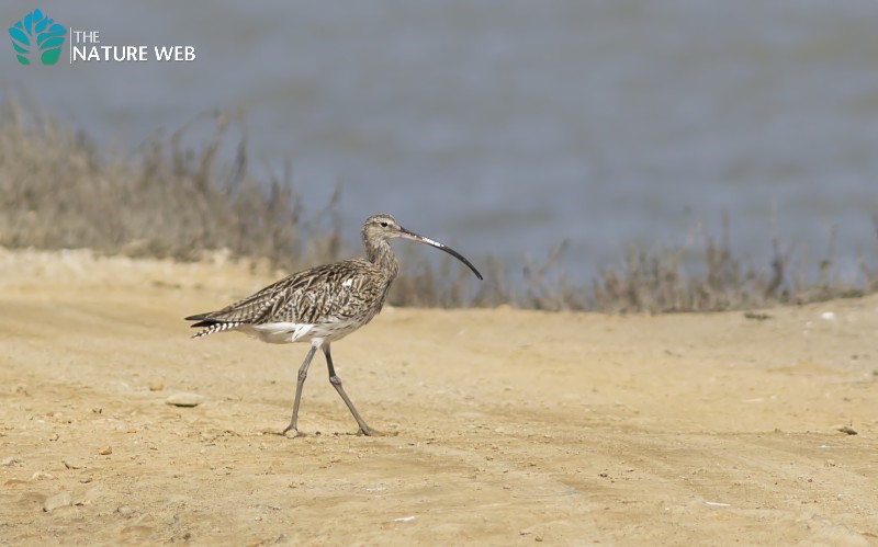 Eurasian Curlew