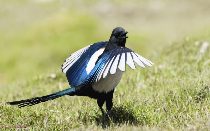 Eurasian Magpie