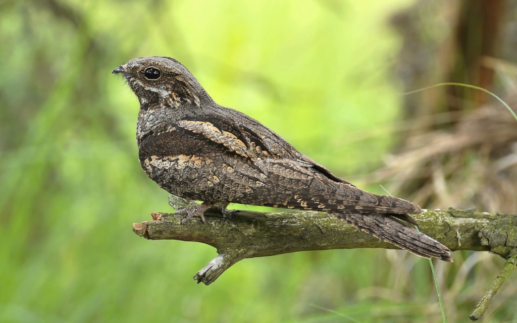 Indian Nightjar