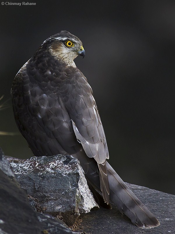 Eurasian Sparrowhawk