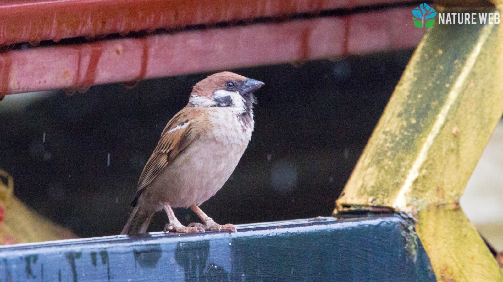 Eurasian Tree Sparrow