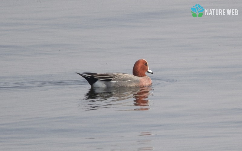 Eurasian Wigeon