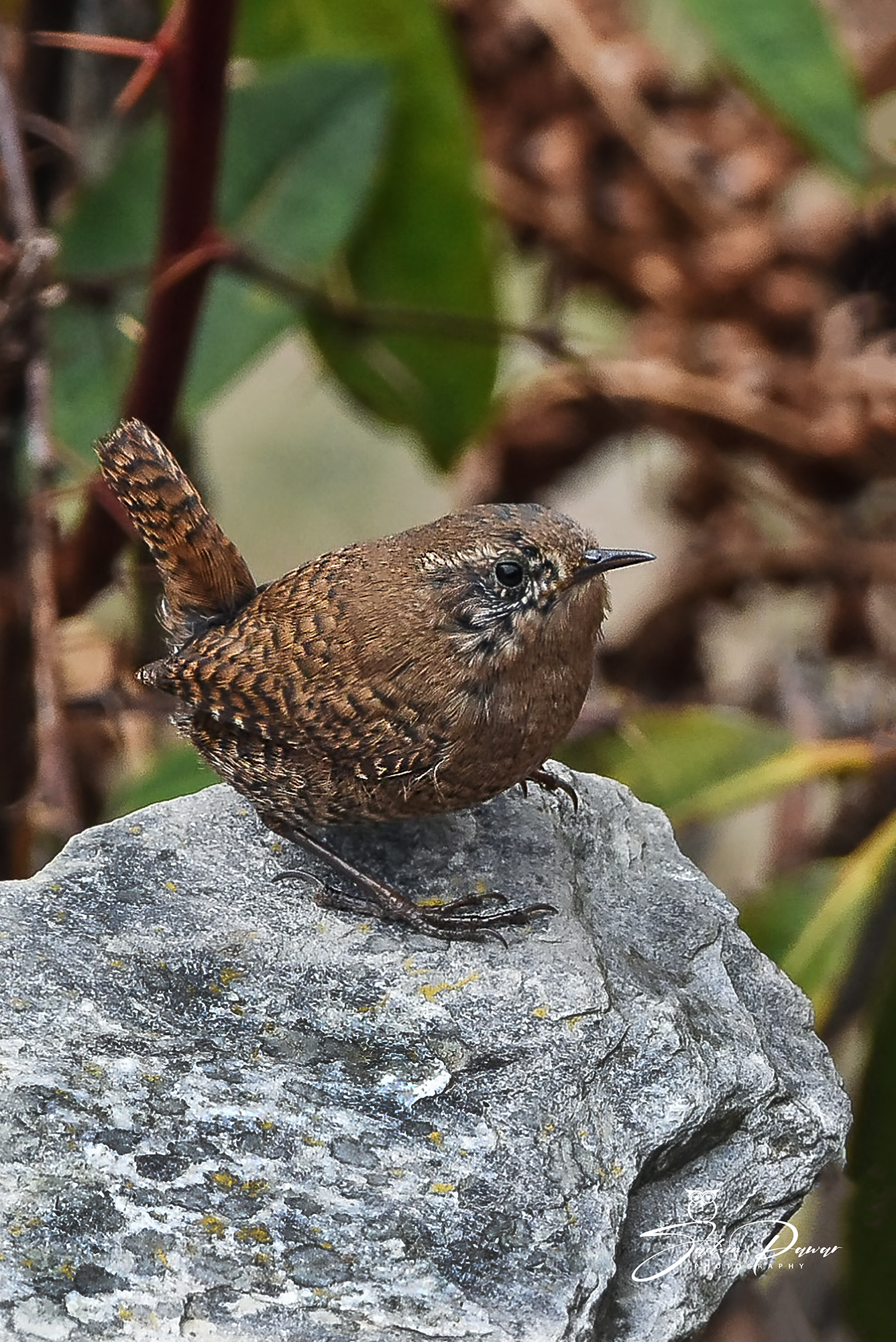 Eurasian Wren