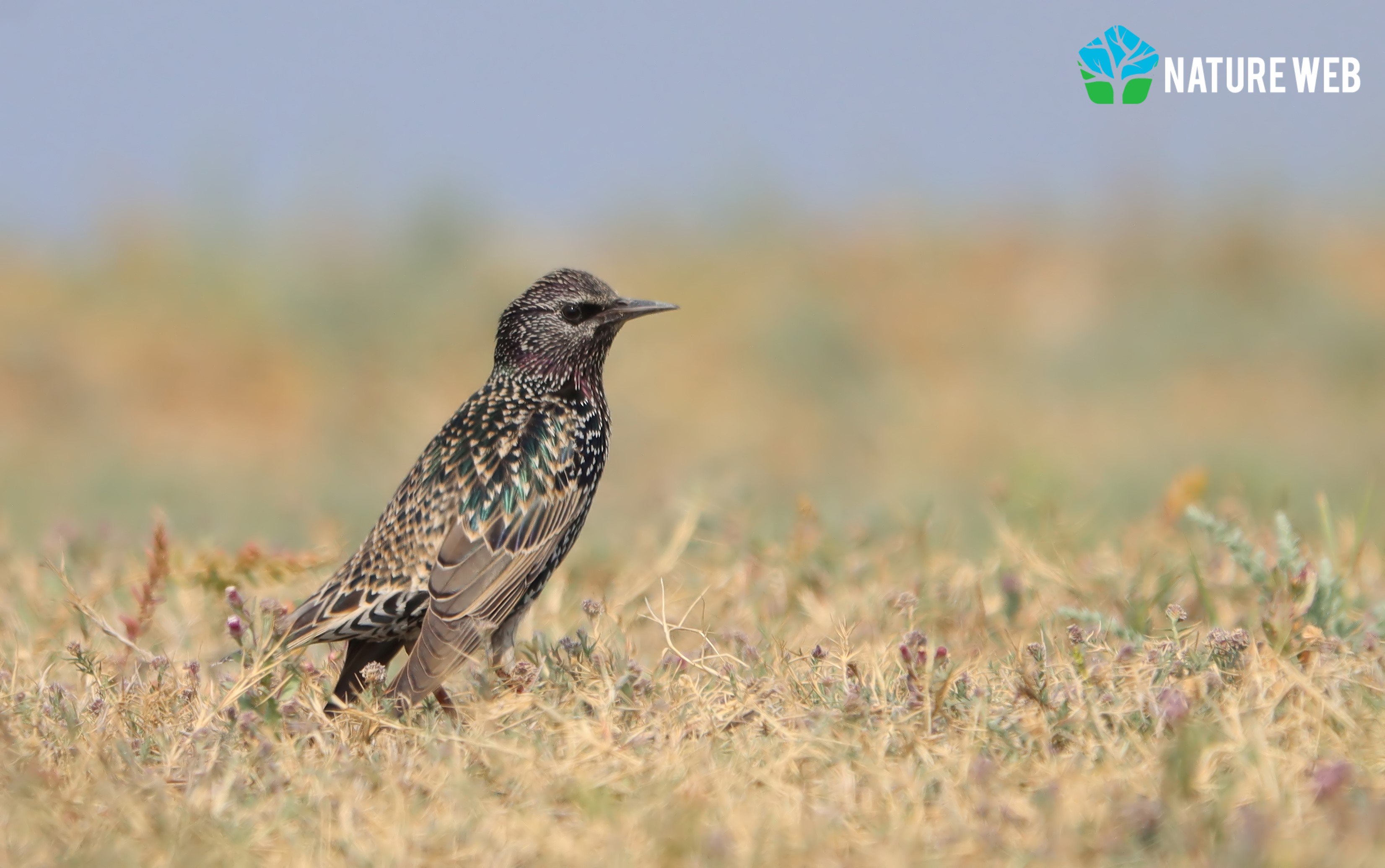 White-headed Starling