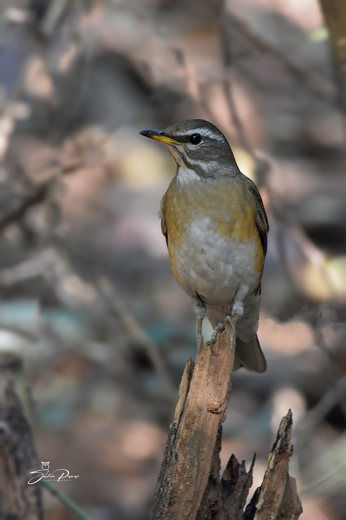 Eyebrowed Thrush