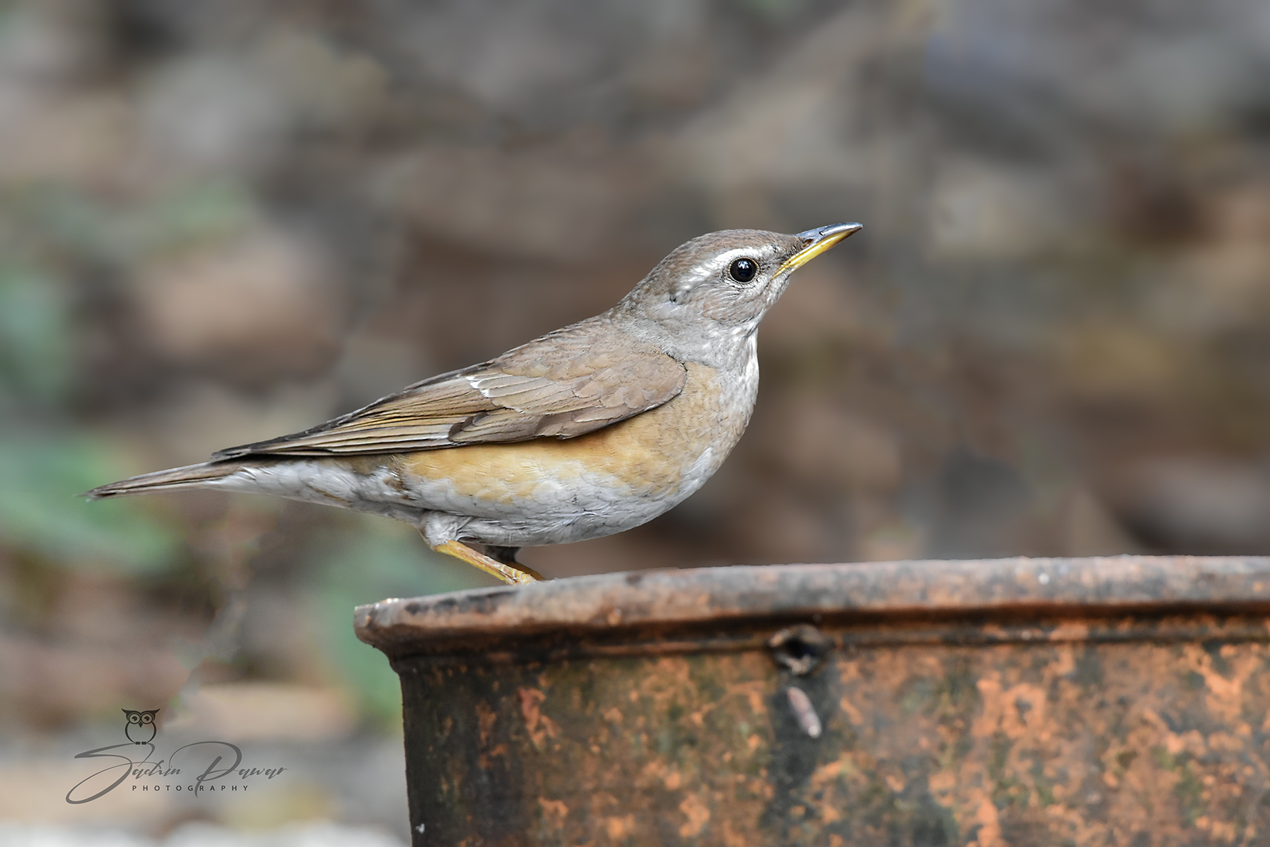 Birds of Indian Subcontinent - Eyebrowed Thrush