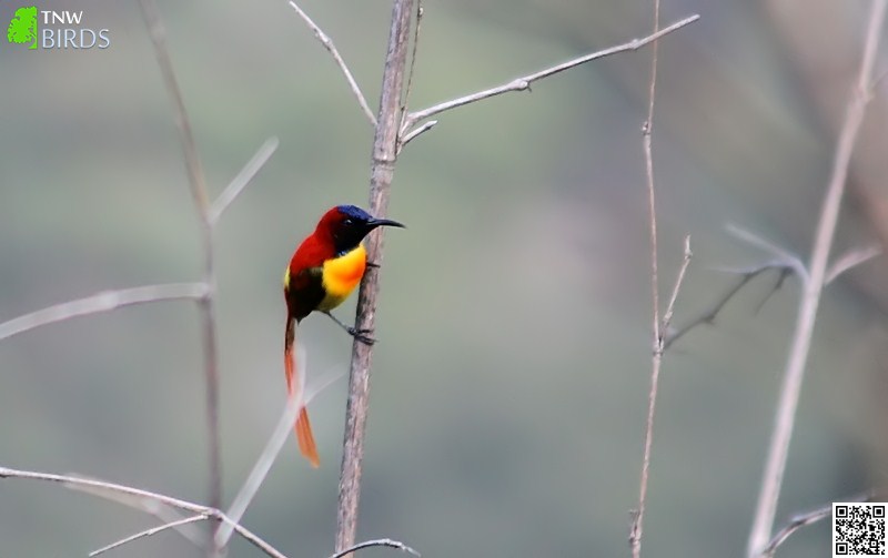 Birds of Indian Subcontinent - Fire-tailed Sunbird