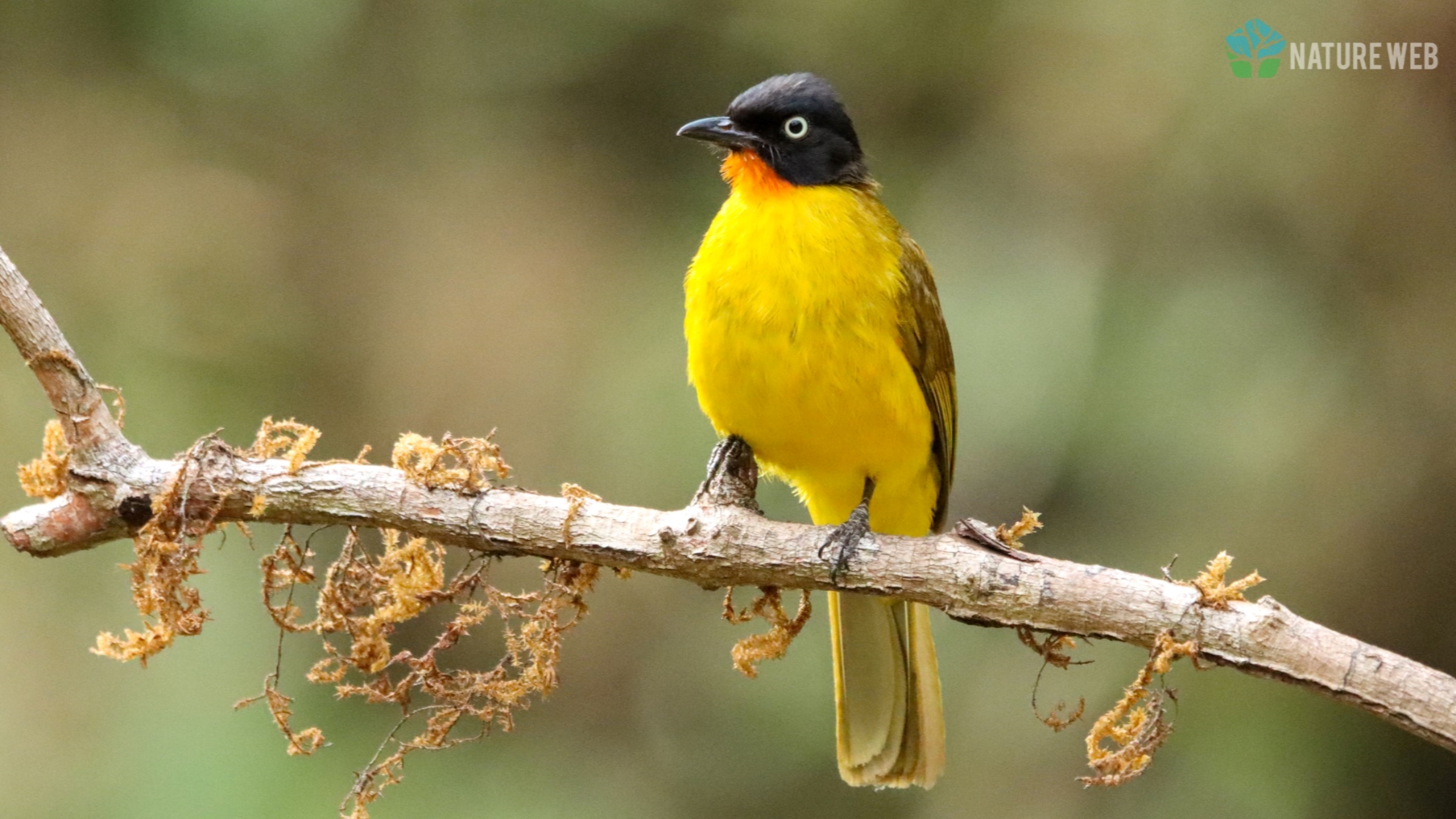 Red-whiskered Bulbul