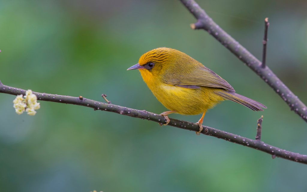 Indian Scimitar Babbler