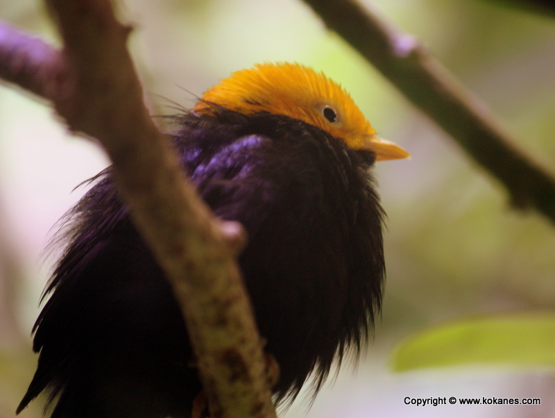 Golden-headed Manakin