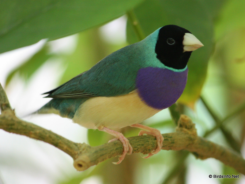 Gouldian Finch