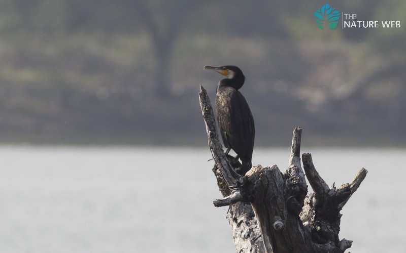 Great Cormorant