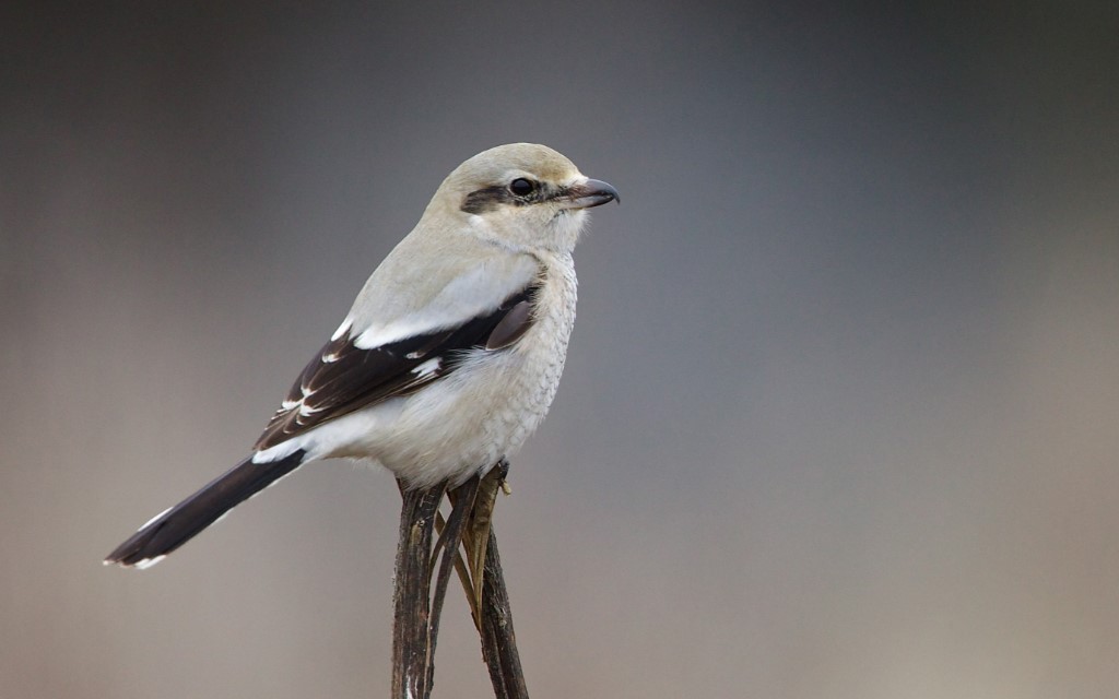 Brown Shrike