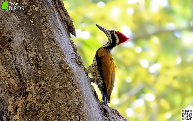 Birds of Indian Subcontinent - Woodpeckers