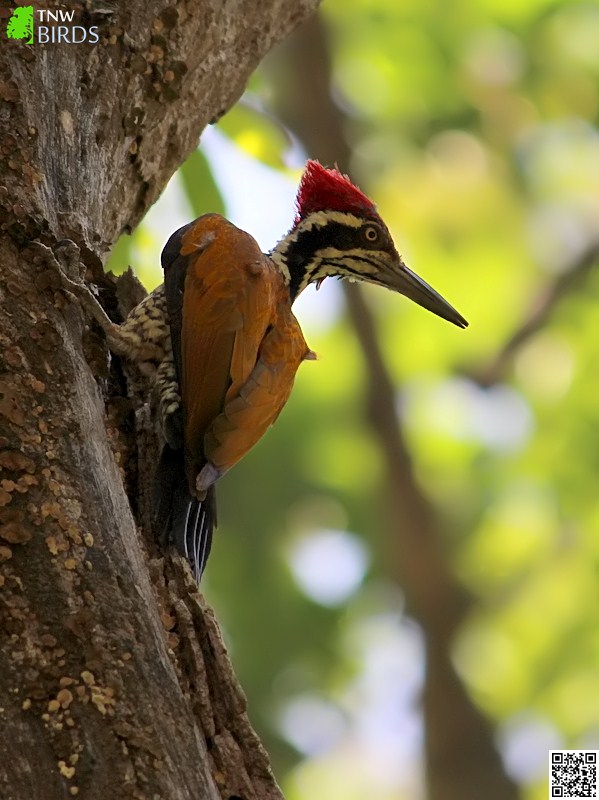 Greater Flameback