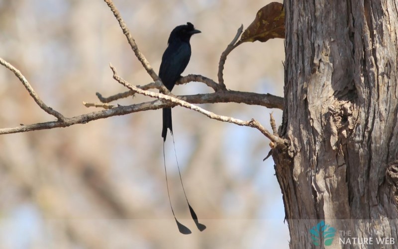Greater Racket-tailed Drongo