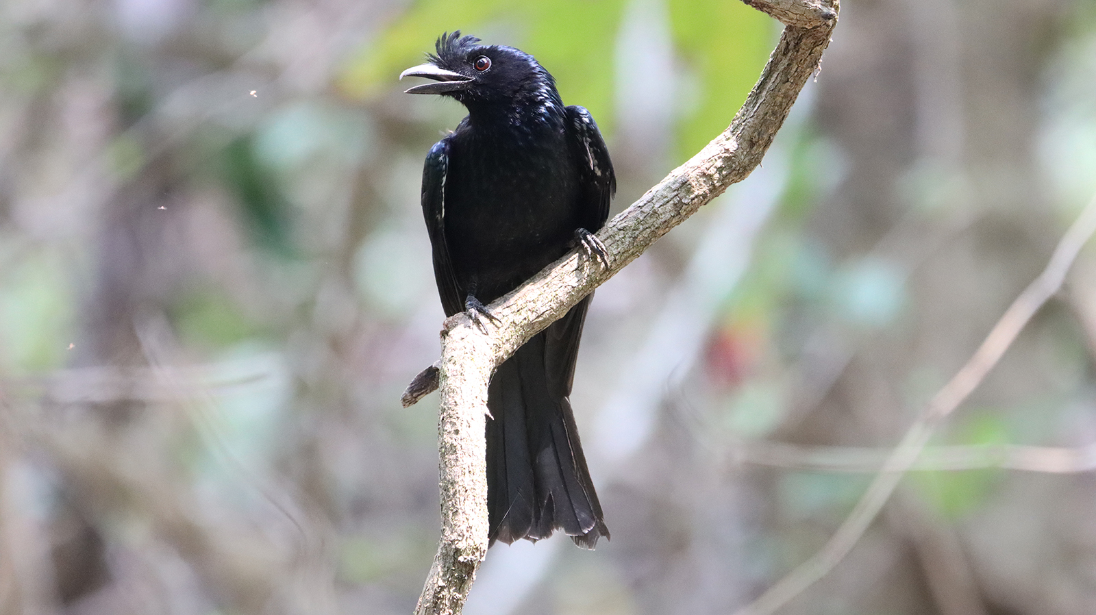Birds of Indian Subcontinent - Greater Racket-tailed Drongo