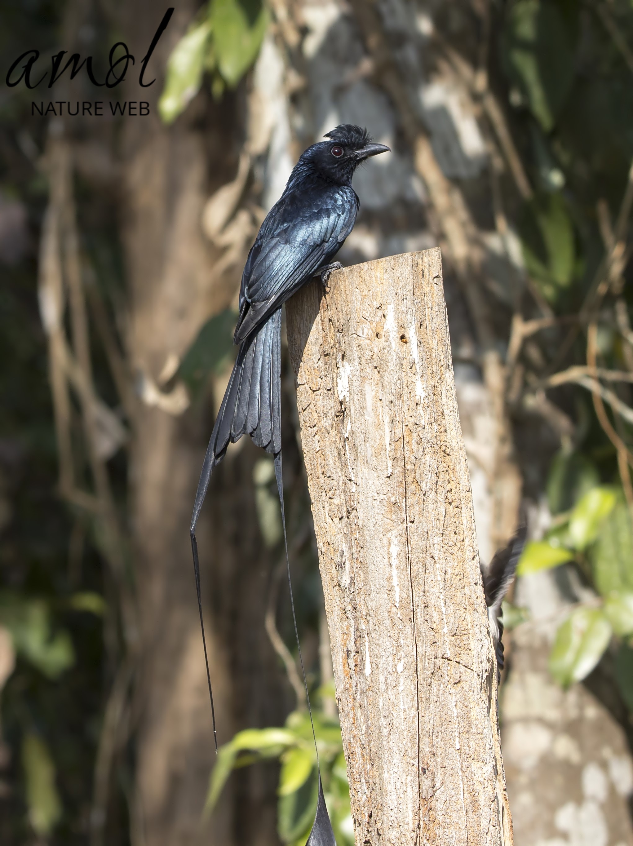 Greater Racket-tailed Drongo