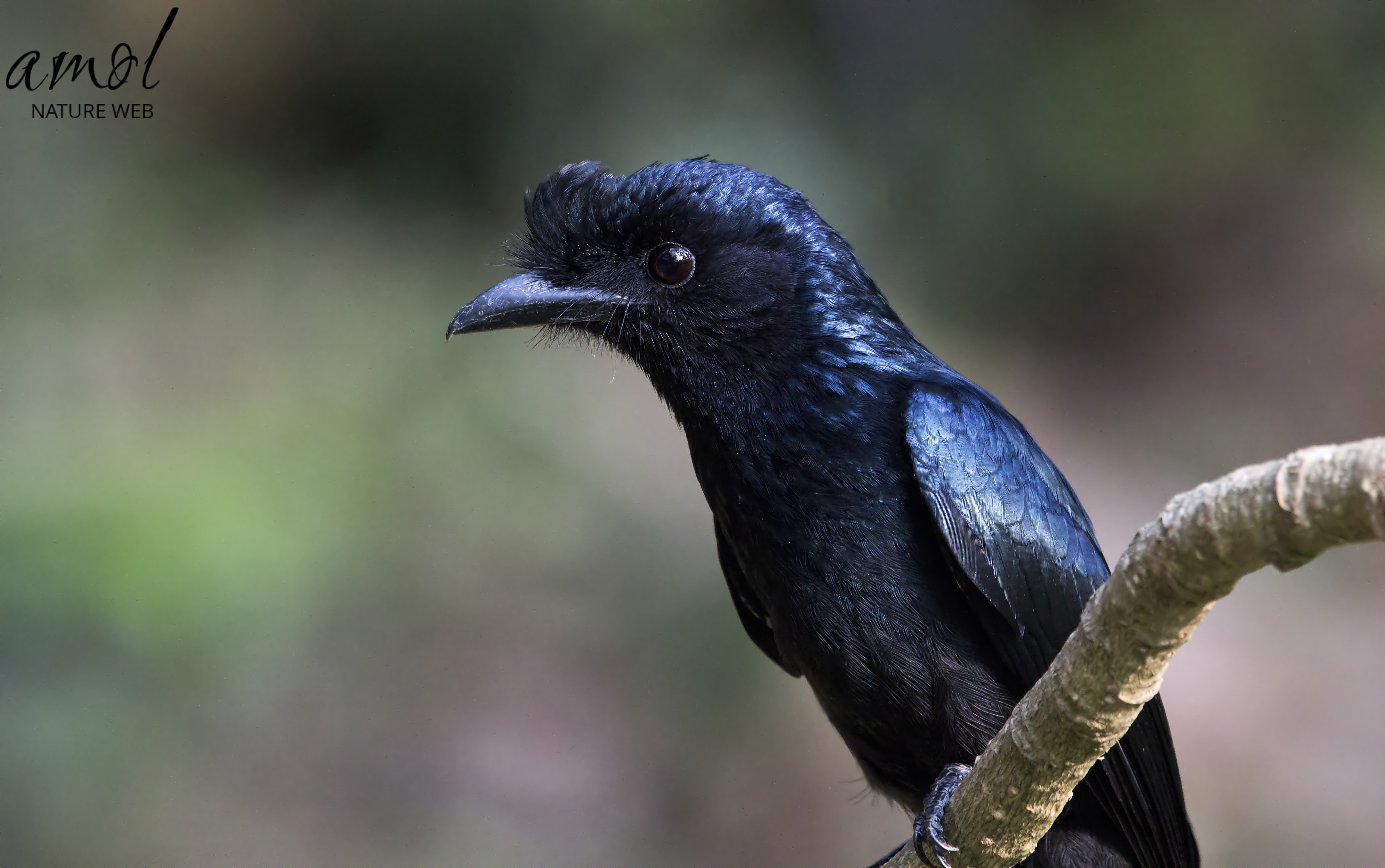 Black Drongo