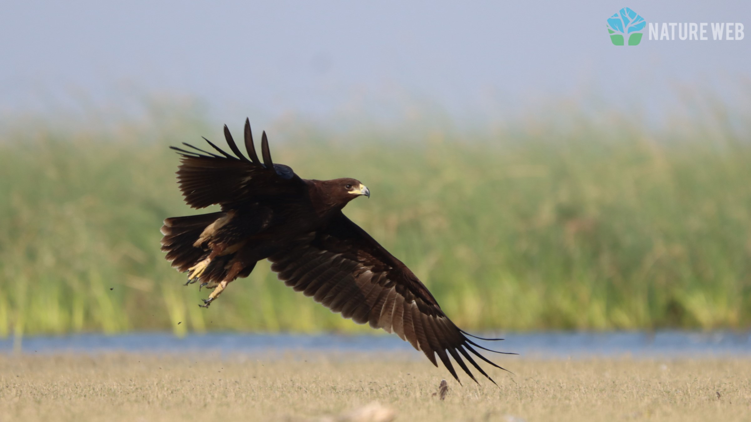 Birds of Indian Subcontinent - Greater Spotted Eagle