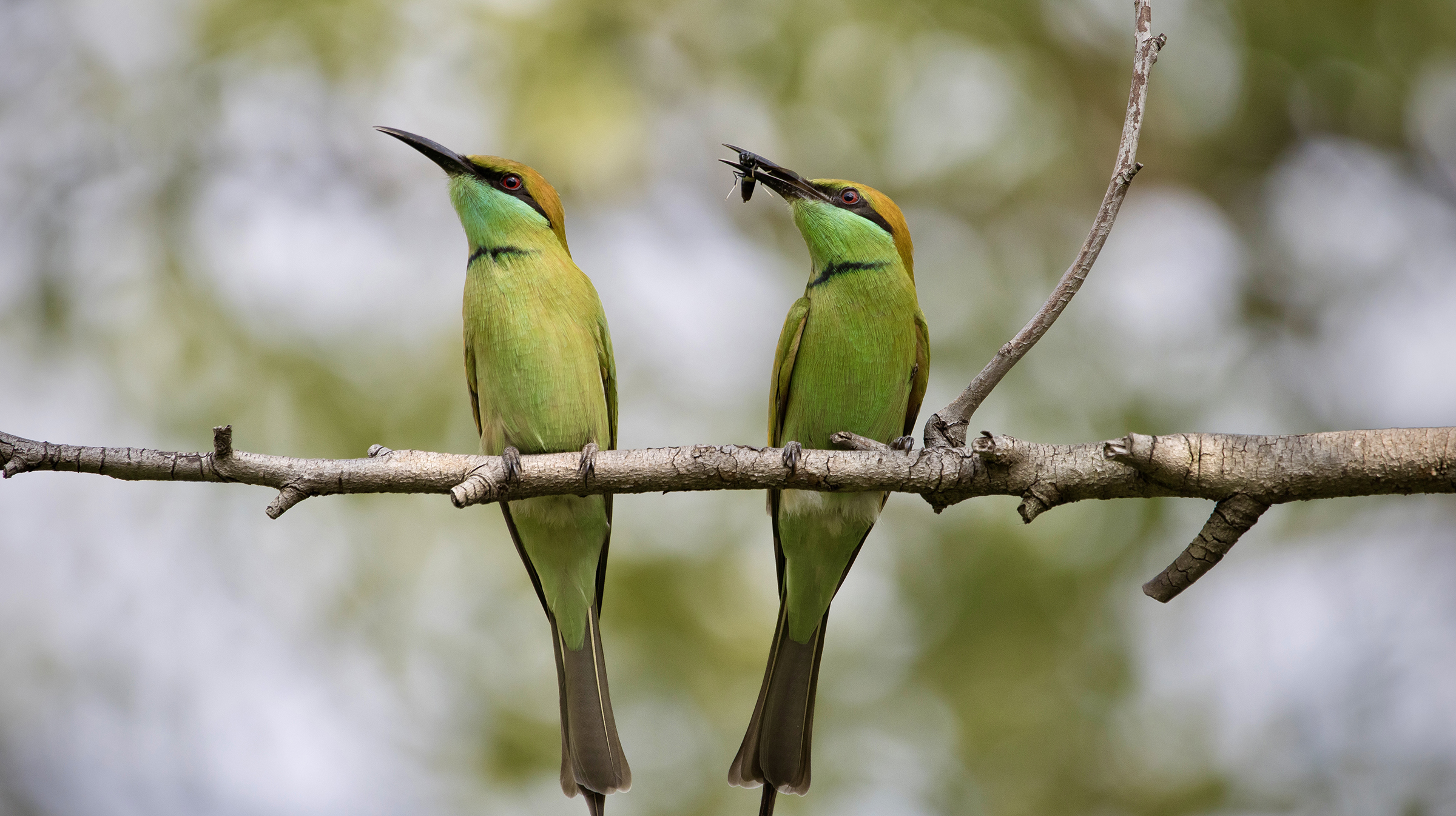 Birds of Indian Subcontinent - Green Bee-eater
