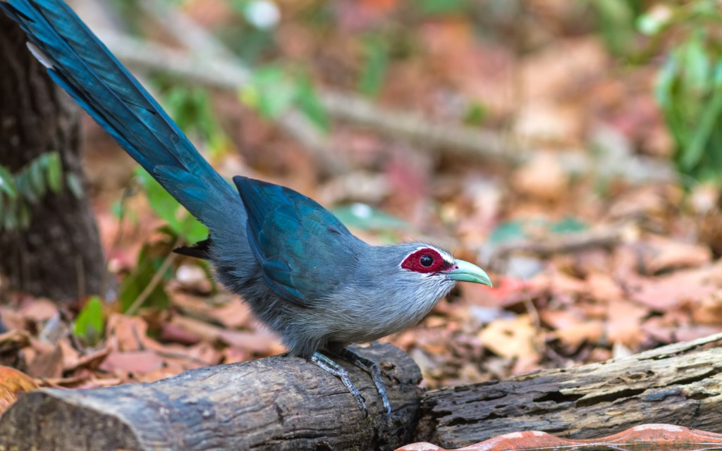 Birds of Indian Subcontinent - Green-billed Malkoha