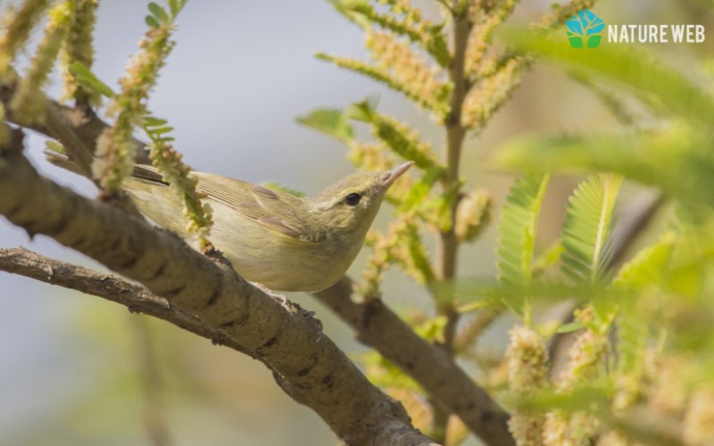 Greenish Warbler