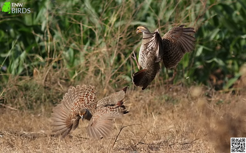 Manipur Bush-quail