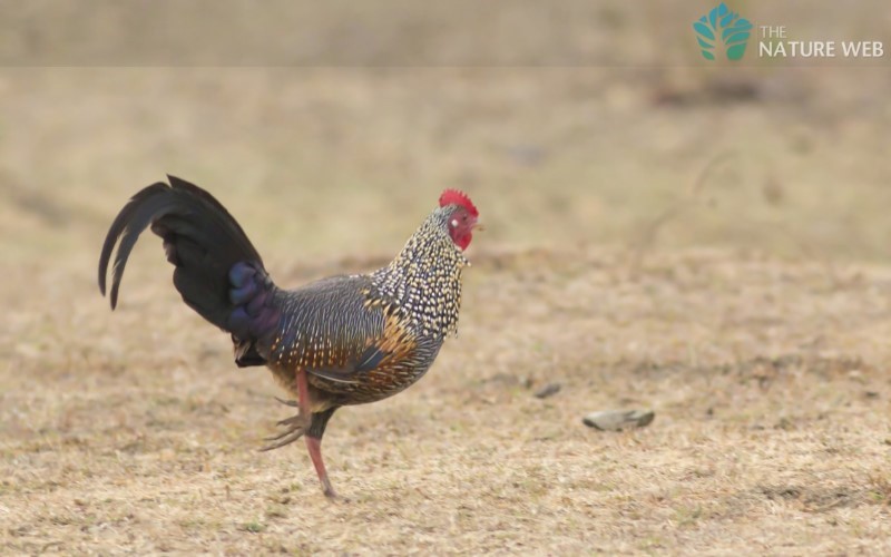 Grey Jungle Fowl
