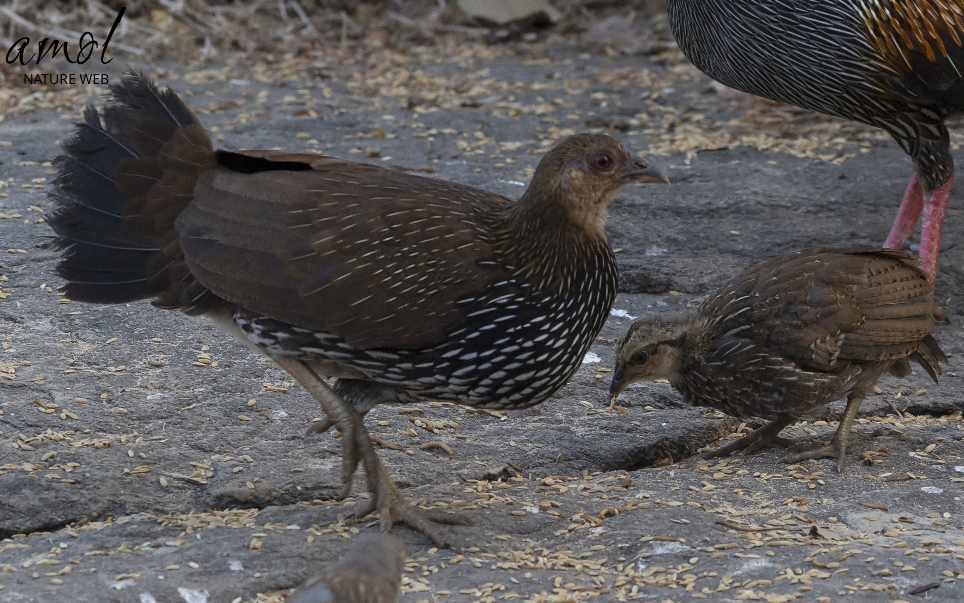 Chestnut-breasted Partridge
