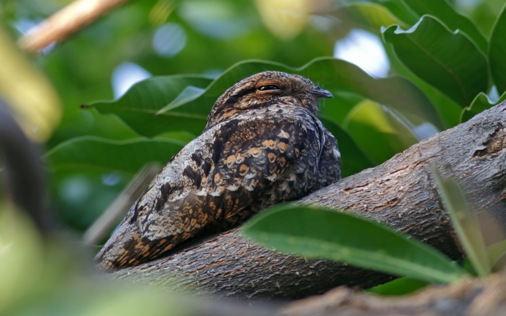 Indian Jungle Nightjar