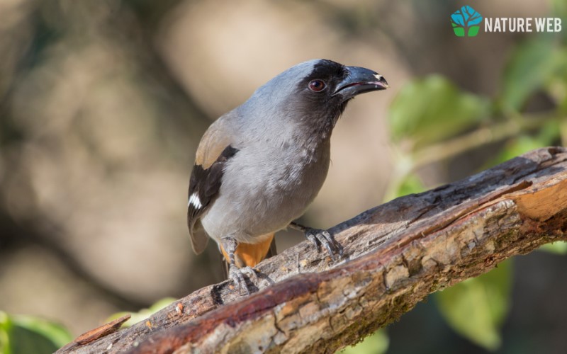 Collared Treepie