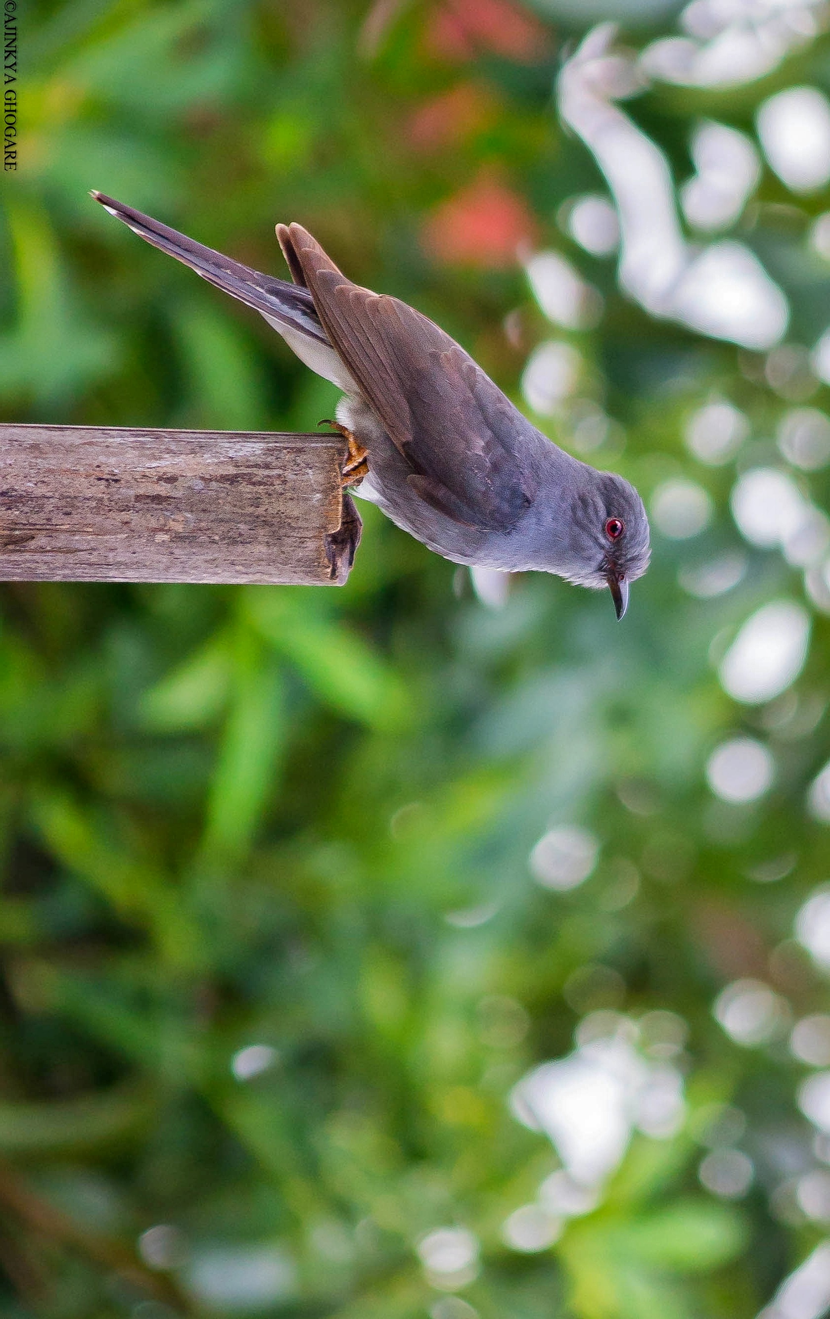Grey-bellied Cuckoo