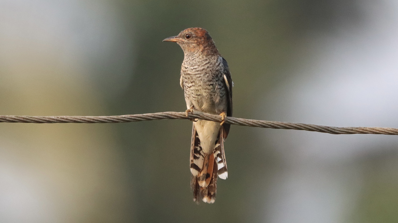 Birds of Indian Subcontinent - Grey-bellied Cuckoo