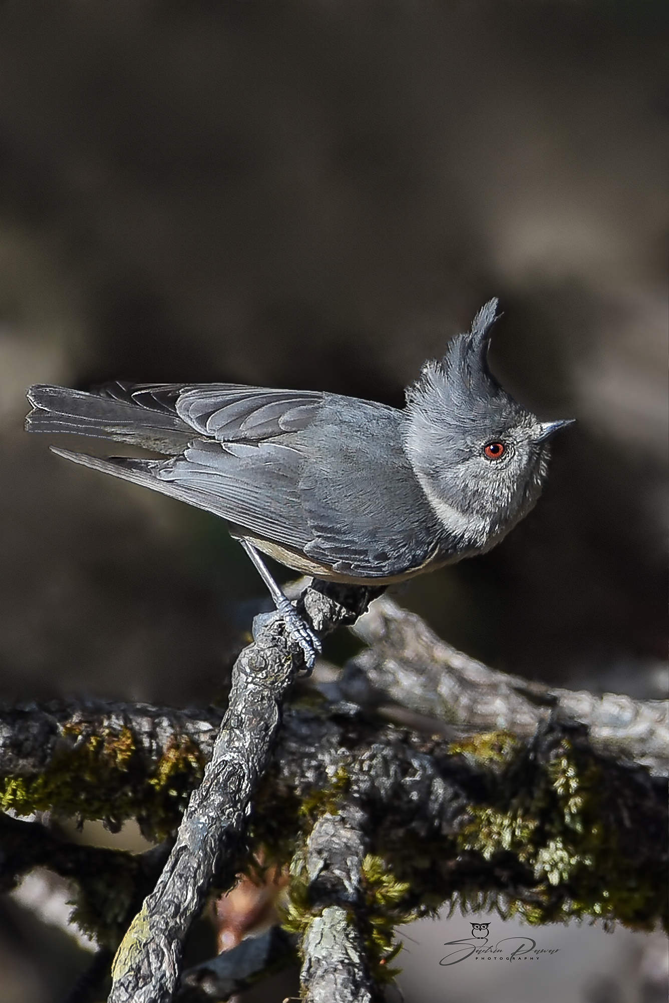 Grey-crested Tit