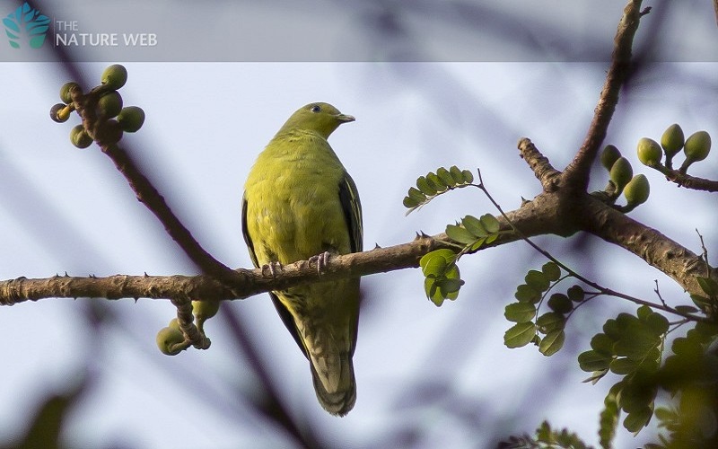 Grey-fronted Green Pigeon
