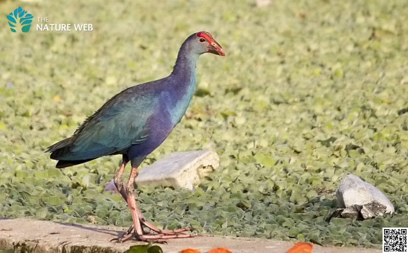 Assamese Bird Names